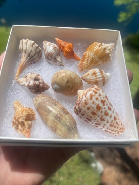 Natural Seashells, Natural Sea Shells, Natural Shells, Craft Seashells ...
