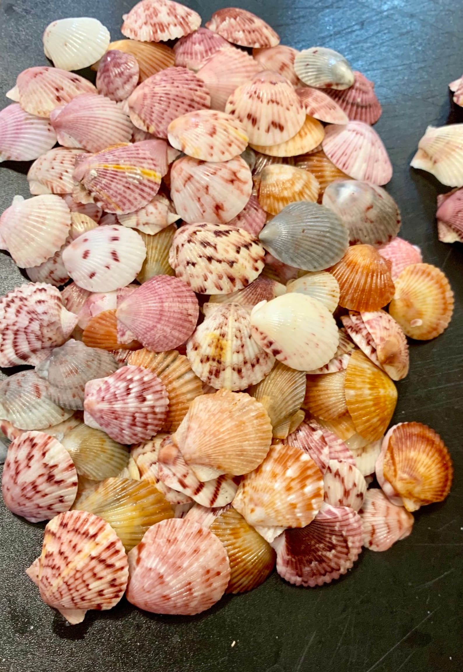 Natural Seashells Natural Sea Shells Natural Shells Craft - Etsy