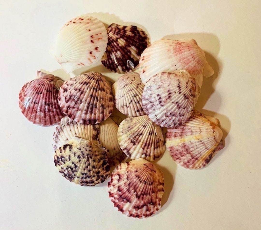 Beach Shell Decor, Beach Seashells, Beach Decorations, Shells for Sale ...