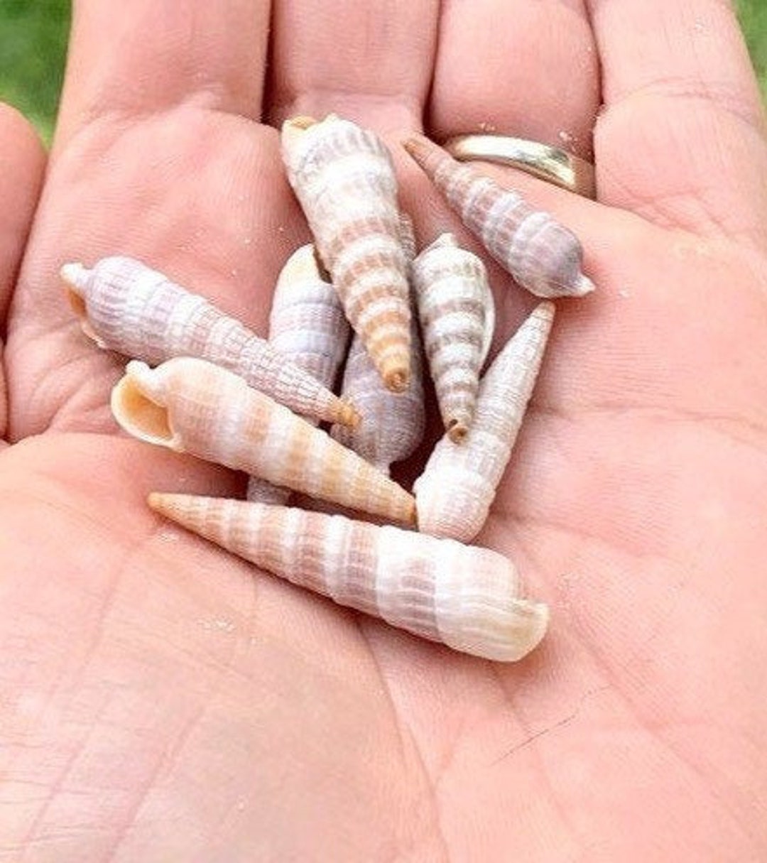Seashells Natural Natural Shell Natural Seshells Seashell - Etsy