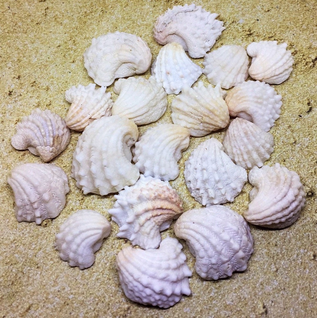 Shell Art, Shells Art, Shells for Art, Shells for Crafting, Shells and ...