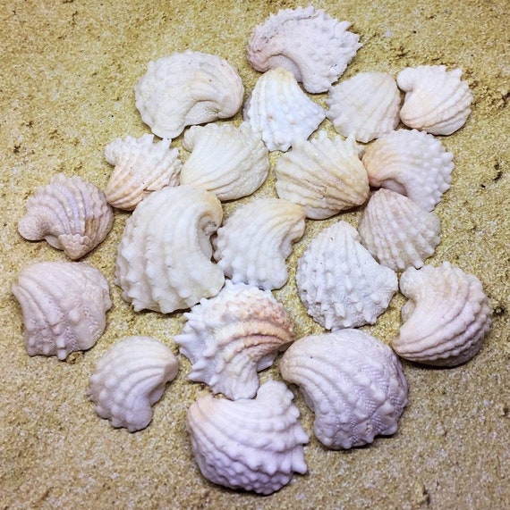 Shell Art Shells Art Shells for Art Shells for Crafting | Etsy