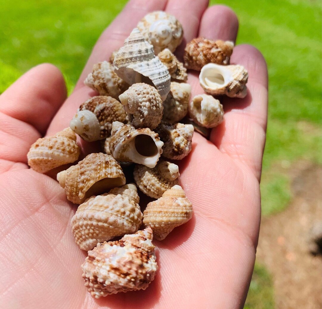 Sea Shells for Crafts, Craft Seashells, Shells for Sale, Shells in Bulk ...