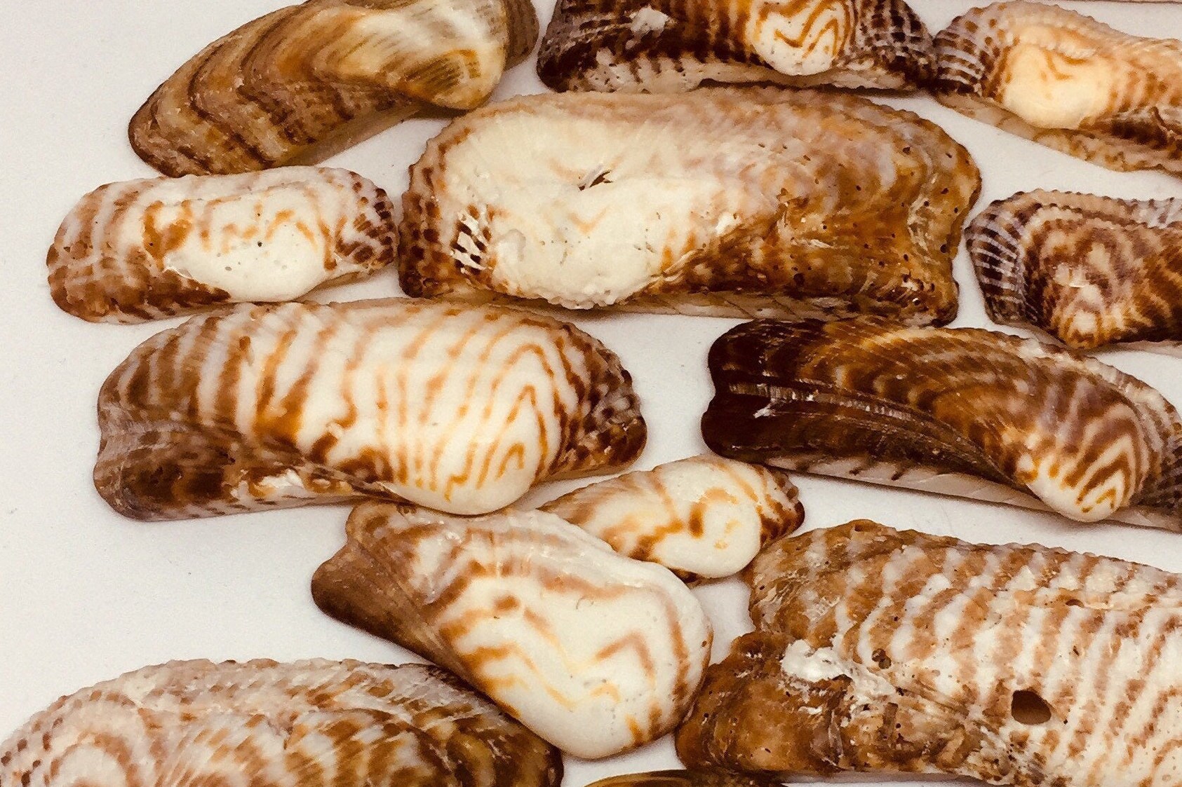 Beach Shell Art Beach Shells Beach Shell Decor Shells For | Etsy