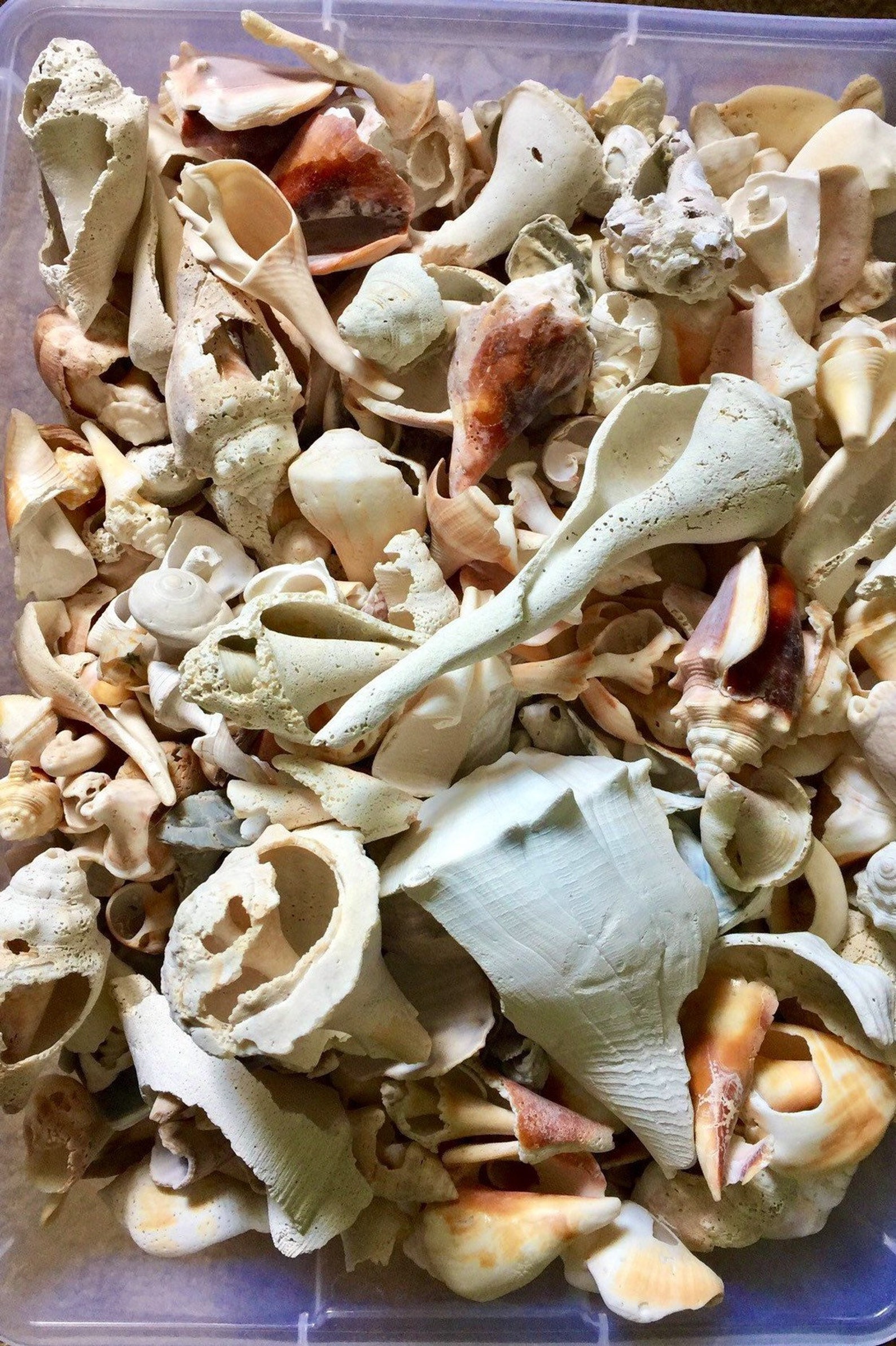 Bulk Seashells, Bulk Shells, Bulk Sea Shells, Shell Art, Seashell ...