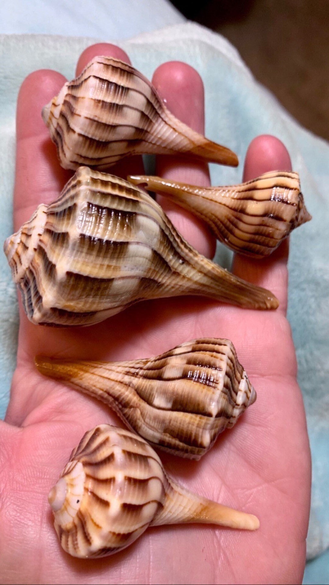 Seashells Art, Seashells for Art, Shells for Art, Seashells for Crafts ...