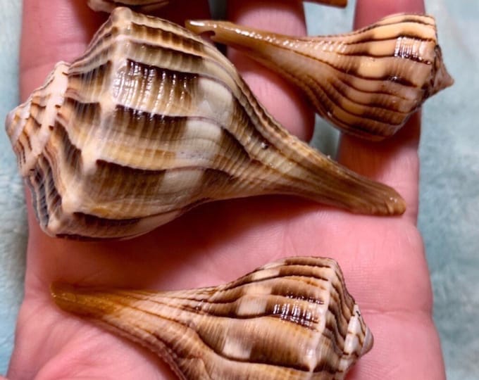 Natural Seashells, Natural Sea Shells, Natural Shells, Craft Seashells ...