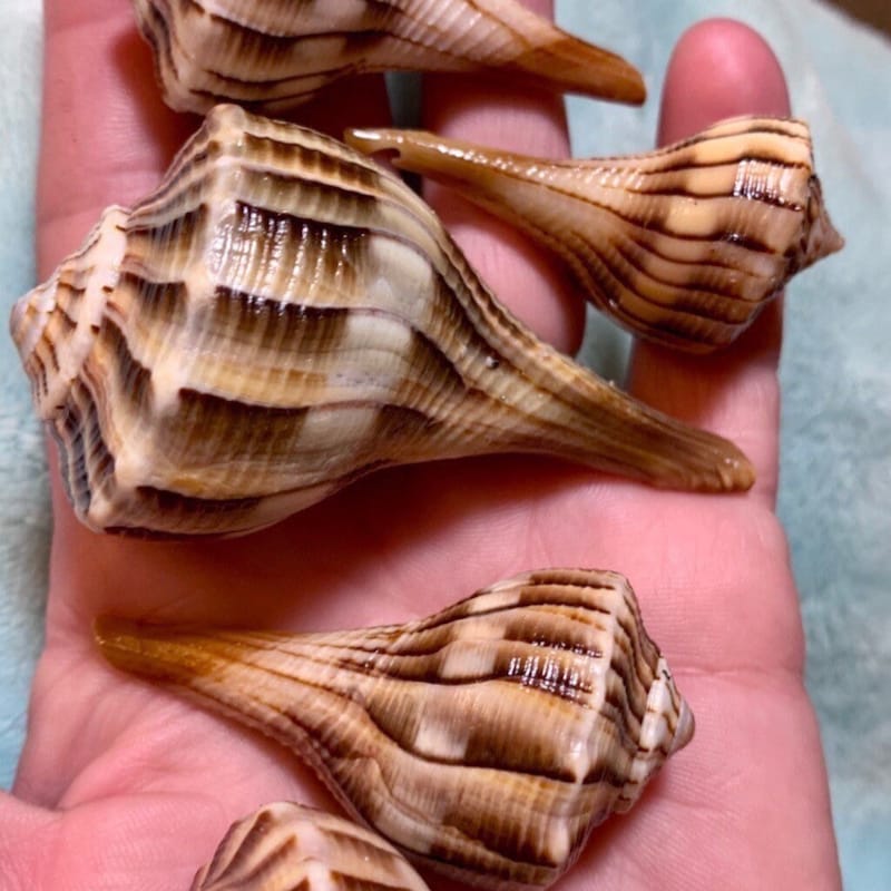 Florida Whelk Shell - Etsy
