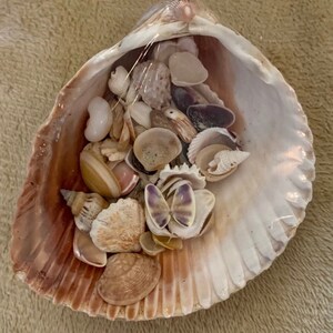 Small Shells, Small Seashells, Small Sea Shells, Sea Shells for Crafts ...