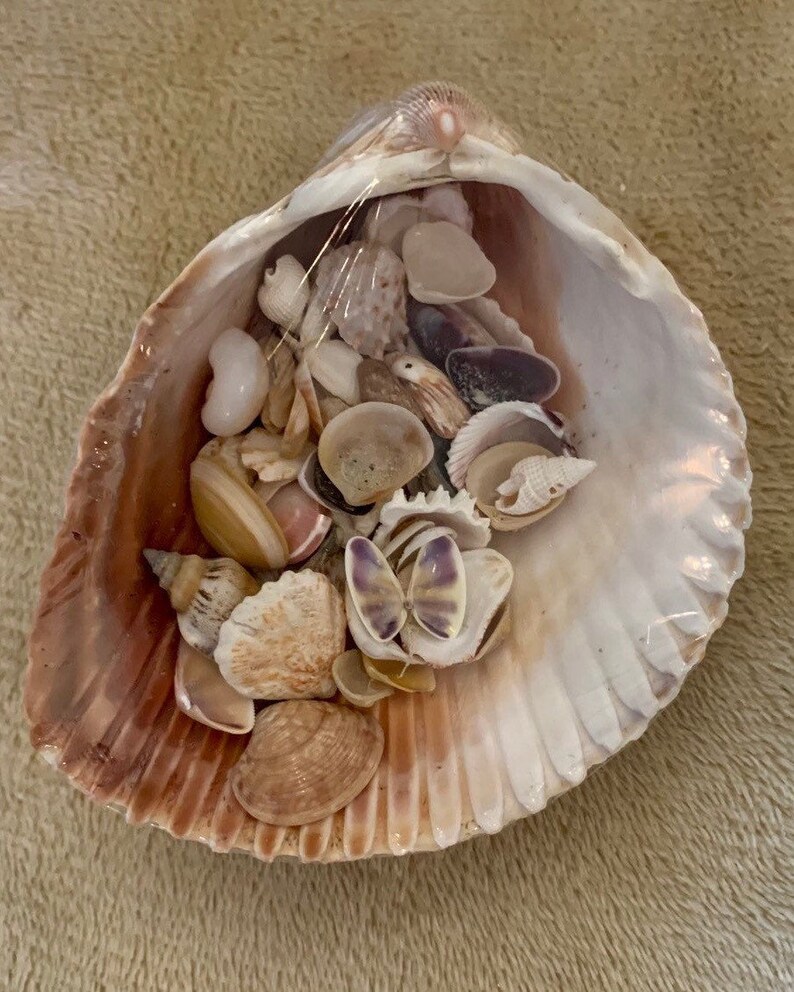 Small Shells Small Seashells Small Sea Shells Sea Shells - Etsy