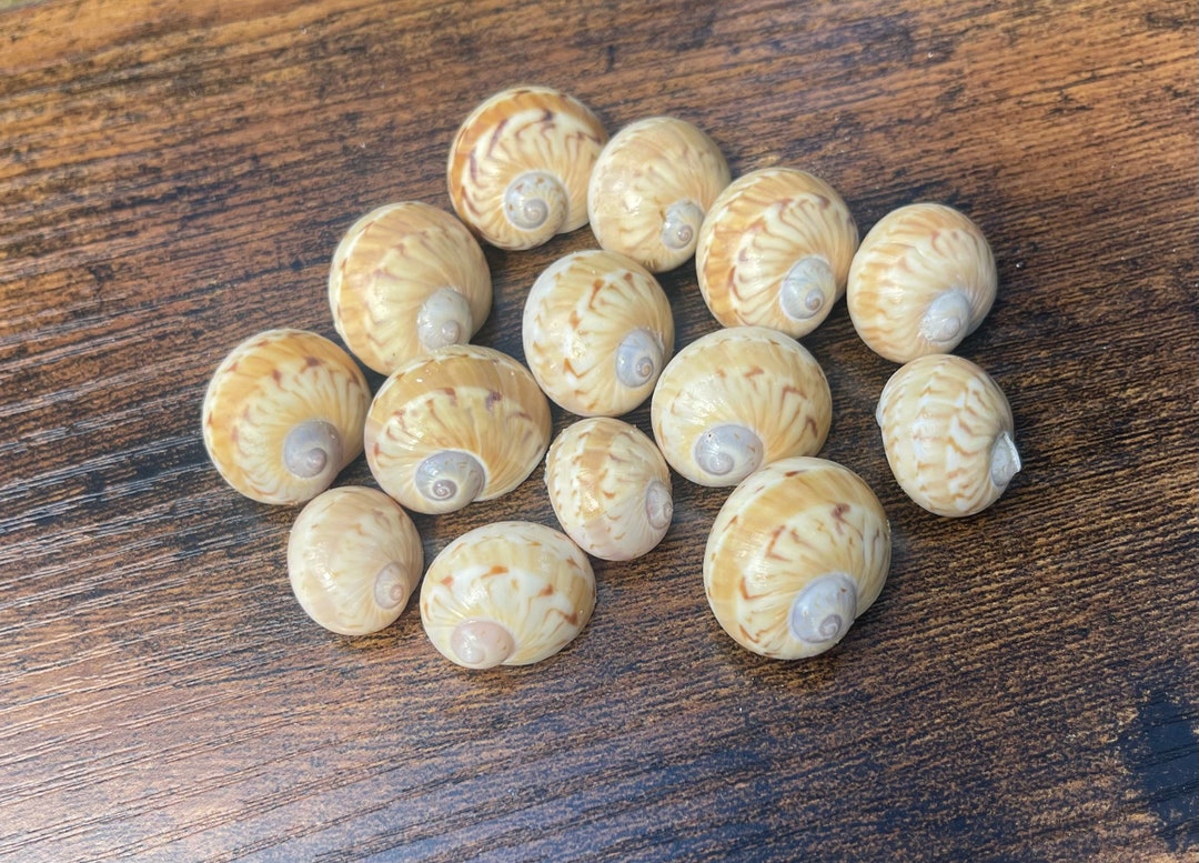 Natural Seashells, Natural Sea Shells, Natural Shells, Craft Seashells ...