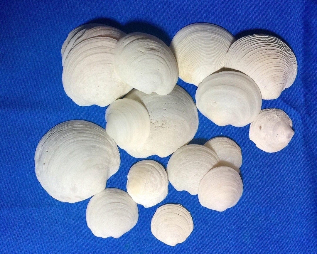 White Shells, White Seashells, White Sea Shells, Shells for Sale, Craft ...