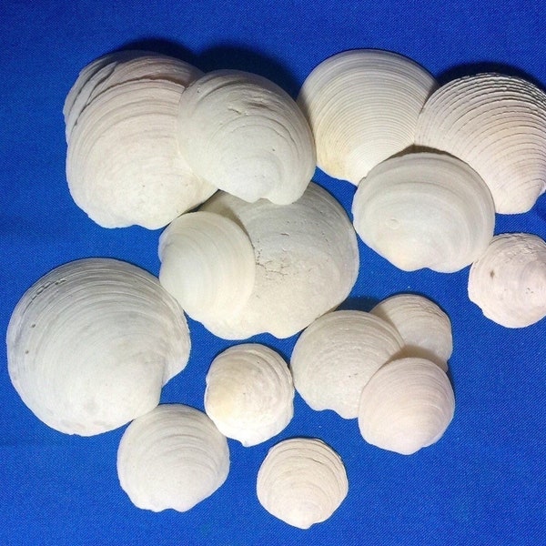 Shells for Sale - Etsy