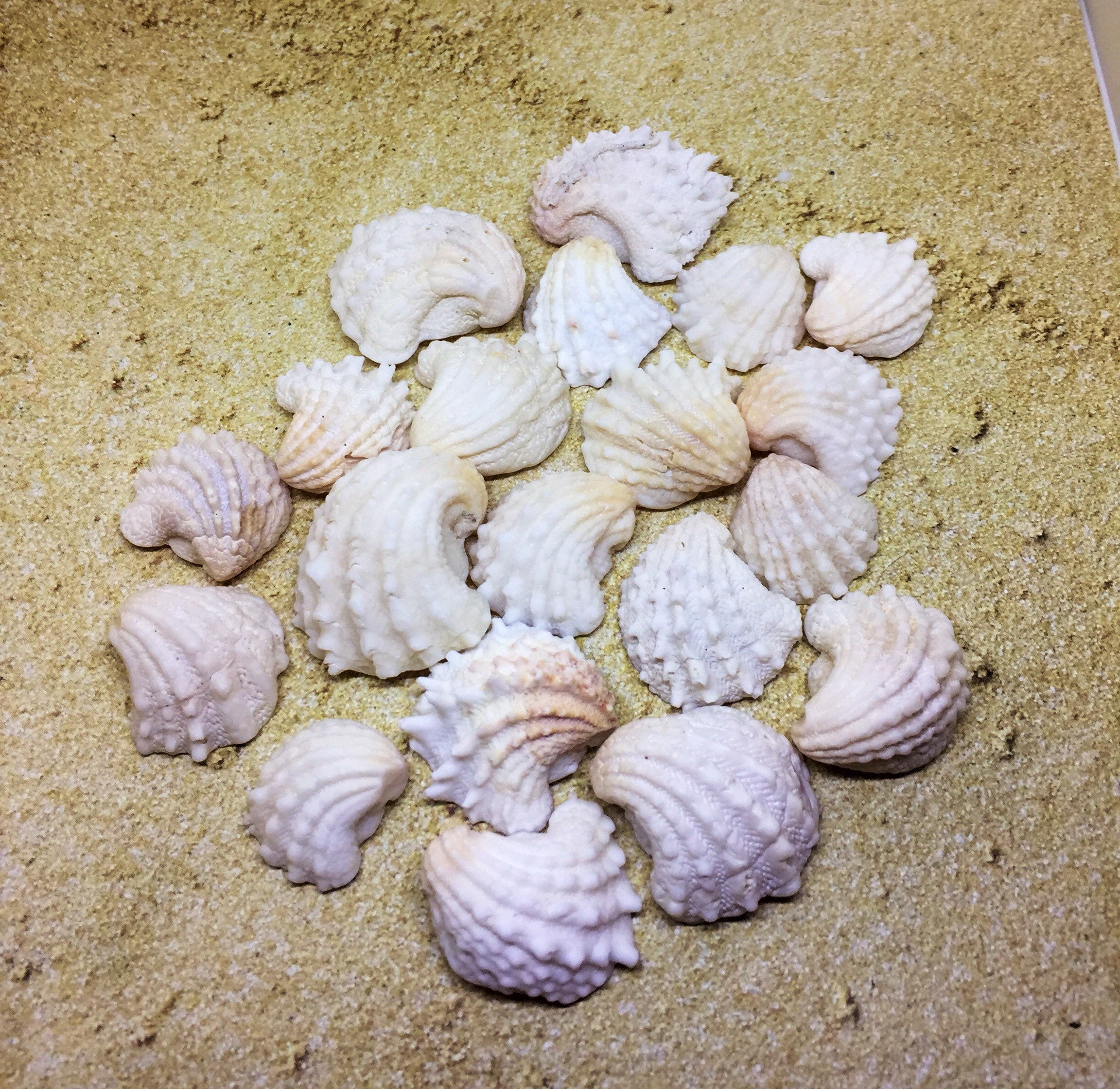 Shell Art Shells Art Shells For Art Shells For Crafting | Etsy