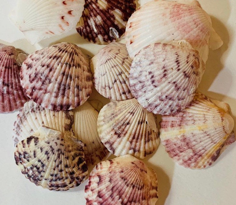 Beach Shell Decor Beach Seashells Beach Decorations Shells | Etsy