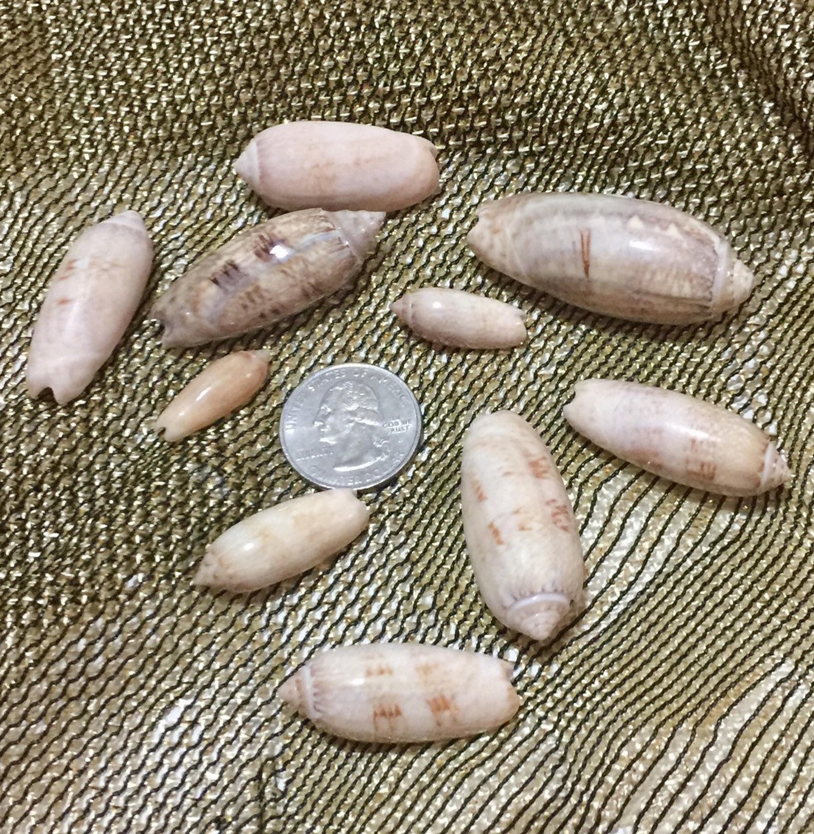 Craft Shells, Crafting Shells, Shell Crafts, Seashells for Crafts ...