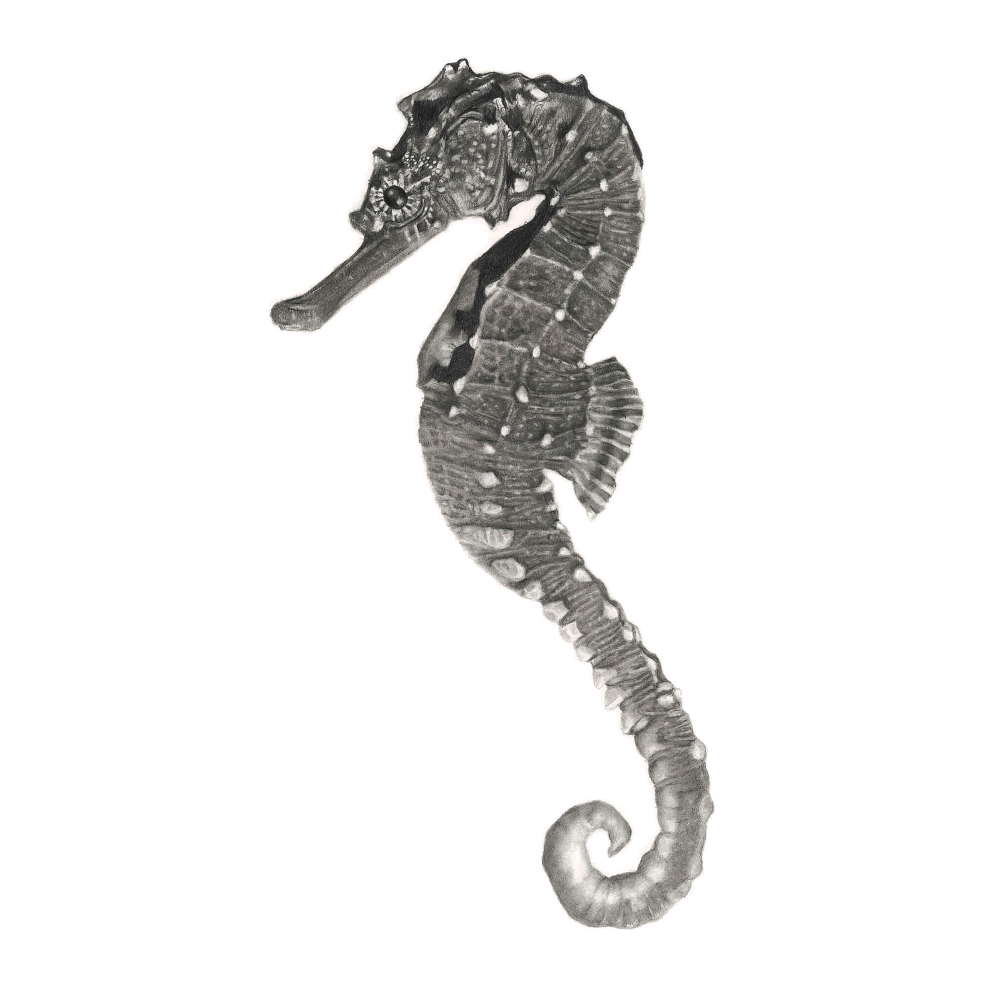 Seahorse Pencil Drawing