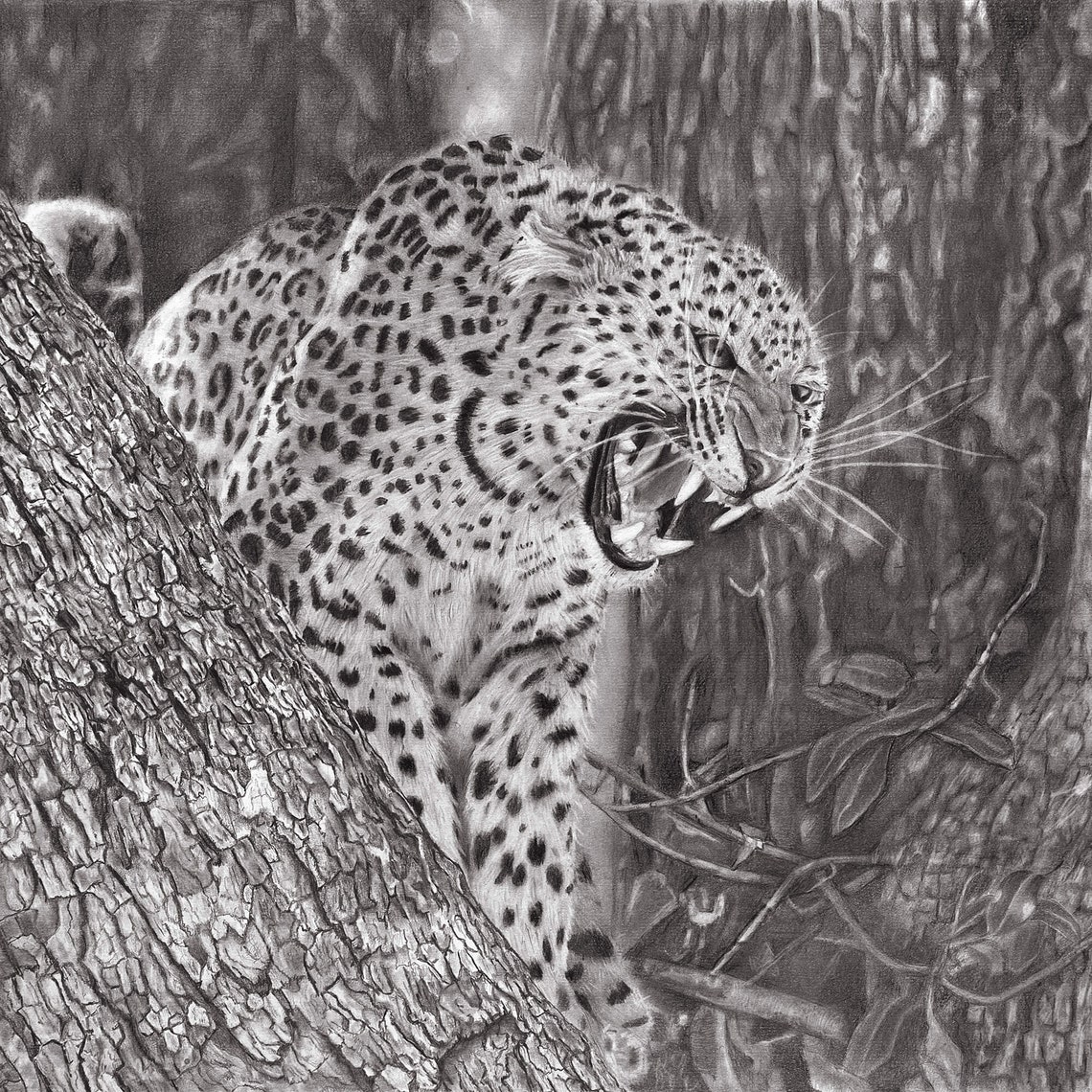 Leopard - Glicée Print of Graphite Pencil Drawing - Etsy