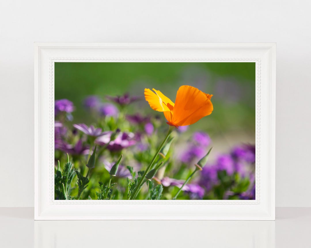 Poppy Photo Print - Fine Art Photography Print Titled "california Poppy ...
