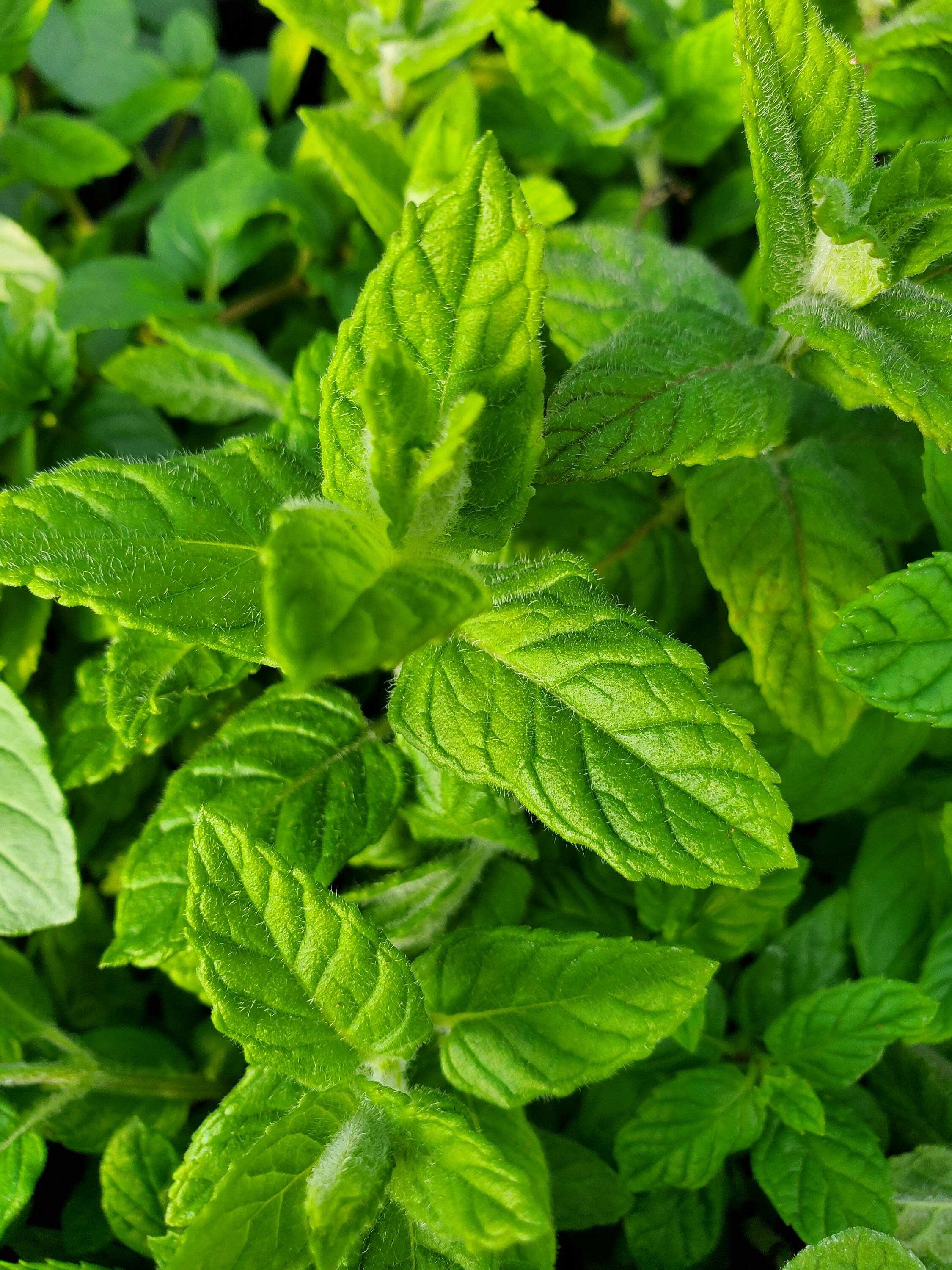 Fuzzy Chinese Mint - Etsy
