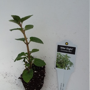 Mint 'after Eight' Chocolate Mint - Etsy