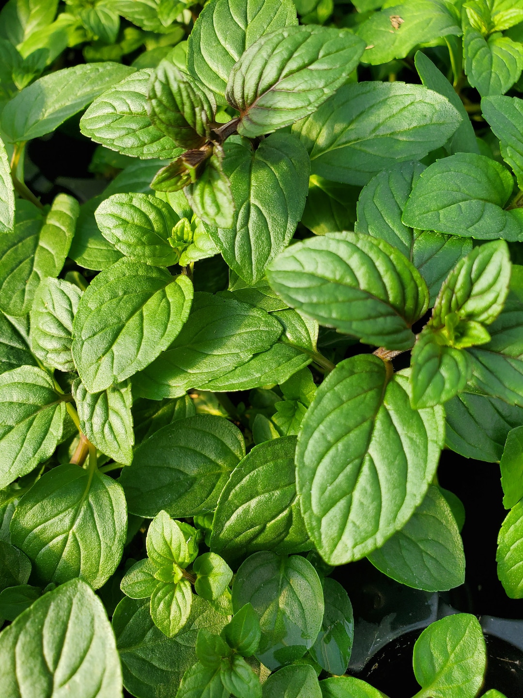 Candy Mint Peppermint Mentha Piperita 'candy' - Etsy