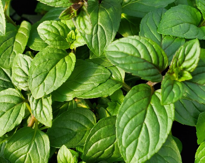 Candy Mint Peppermint Mentha Piperita 'candy' - Etsy