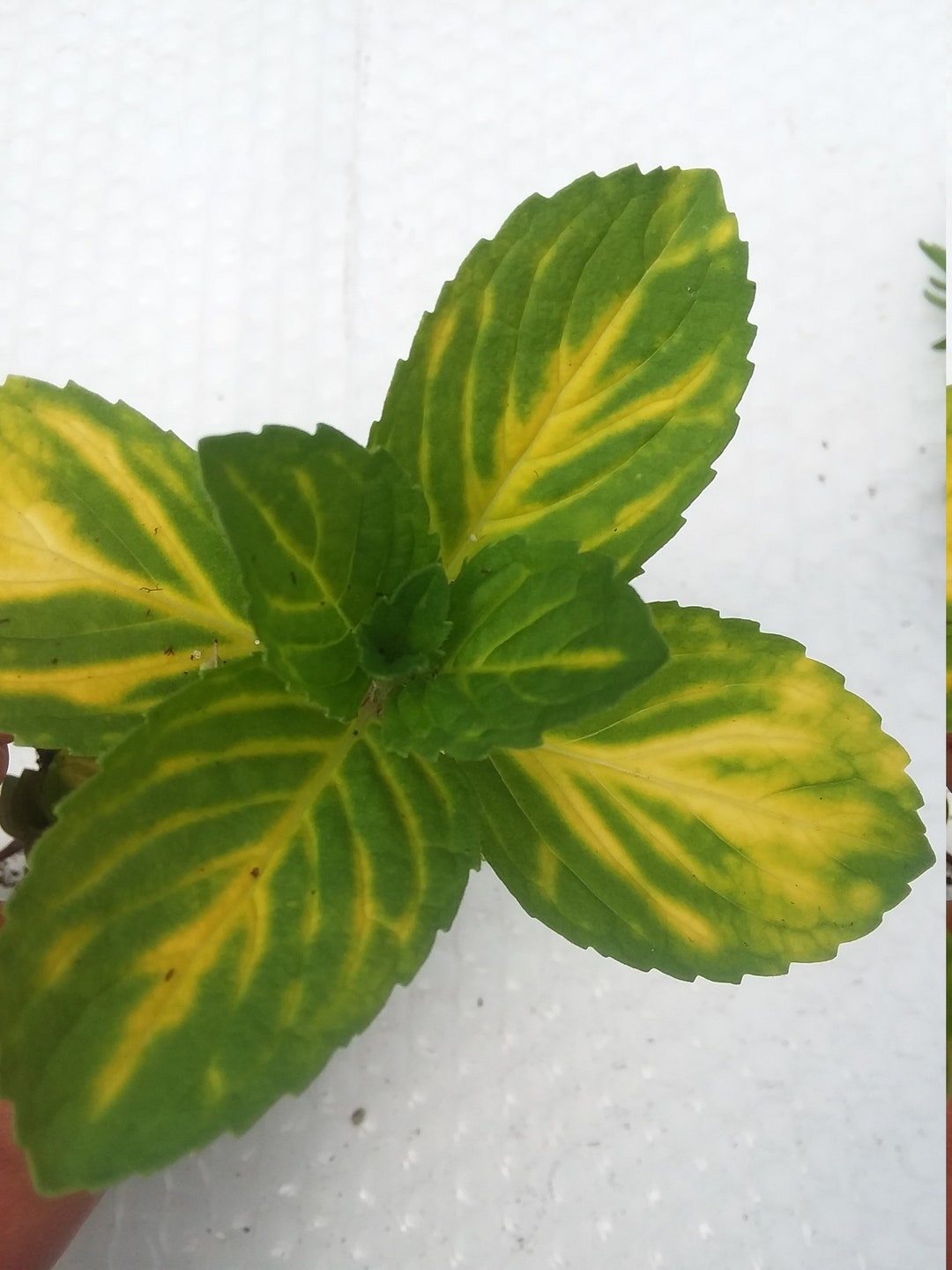 Variegated Ginger Mint - Etsy