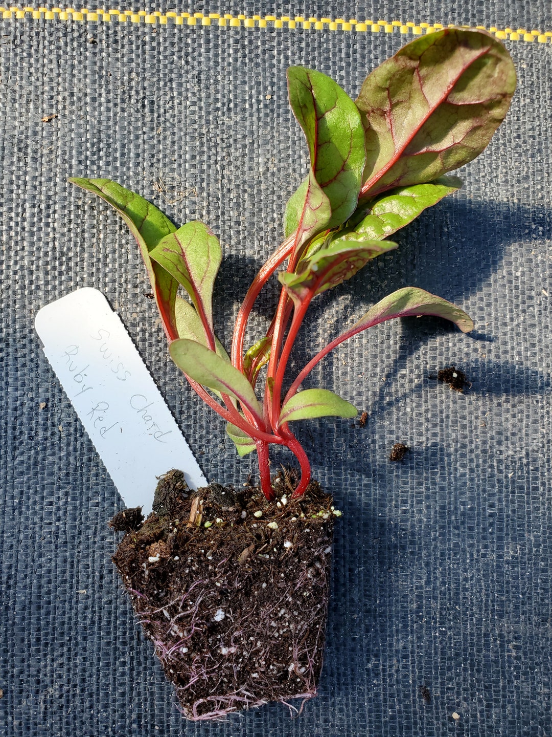Swiss Chard Ruby Red - Etsy