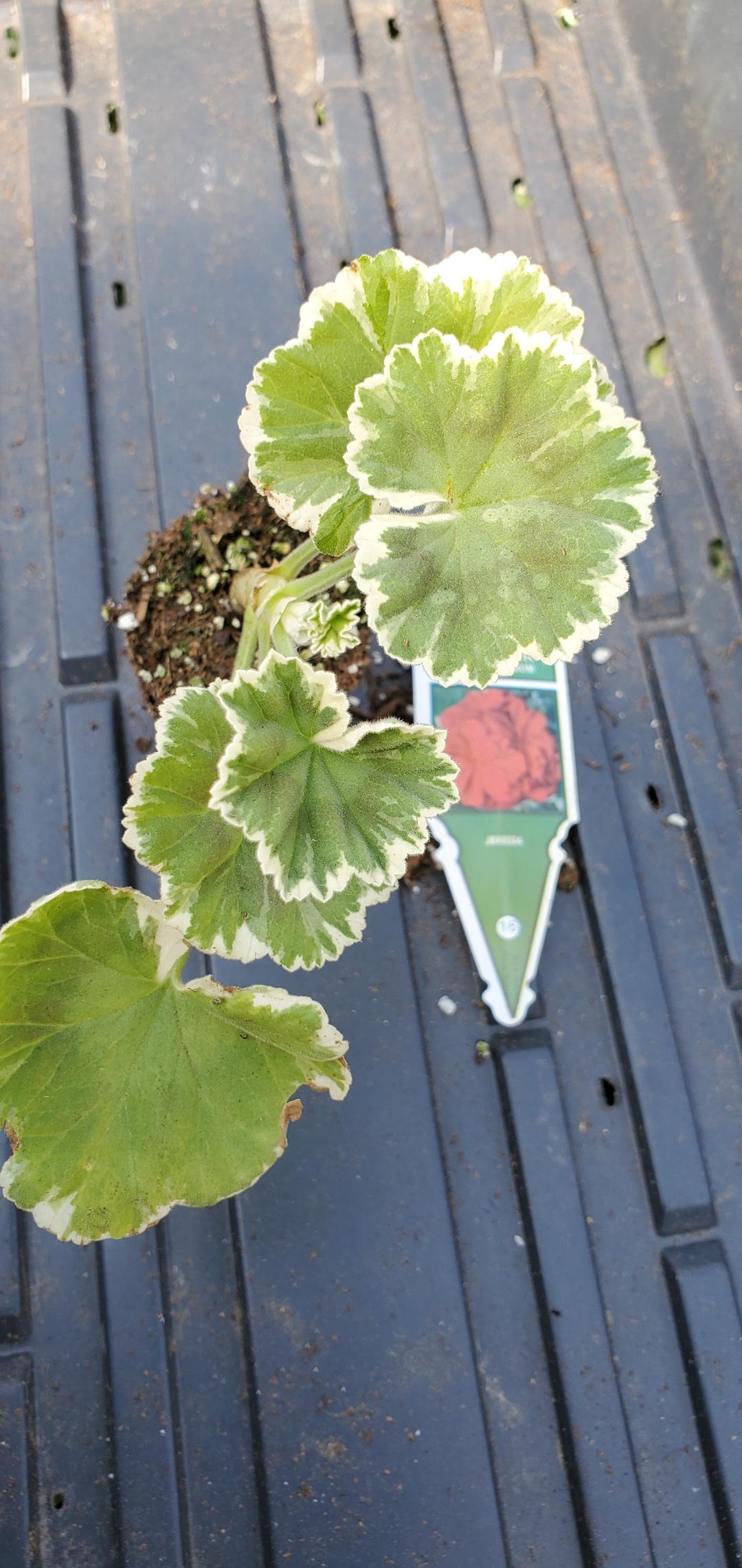 Zonal Geranium Madame Langguth - Etsy