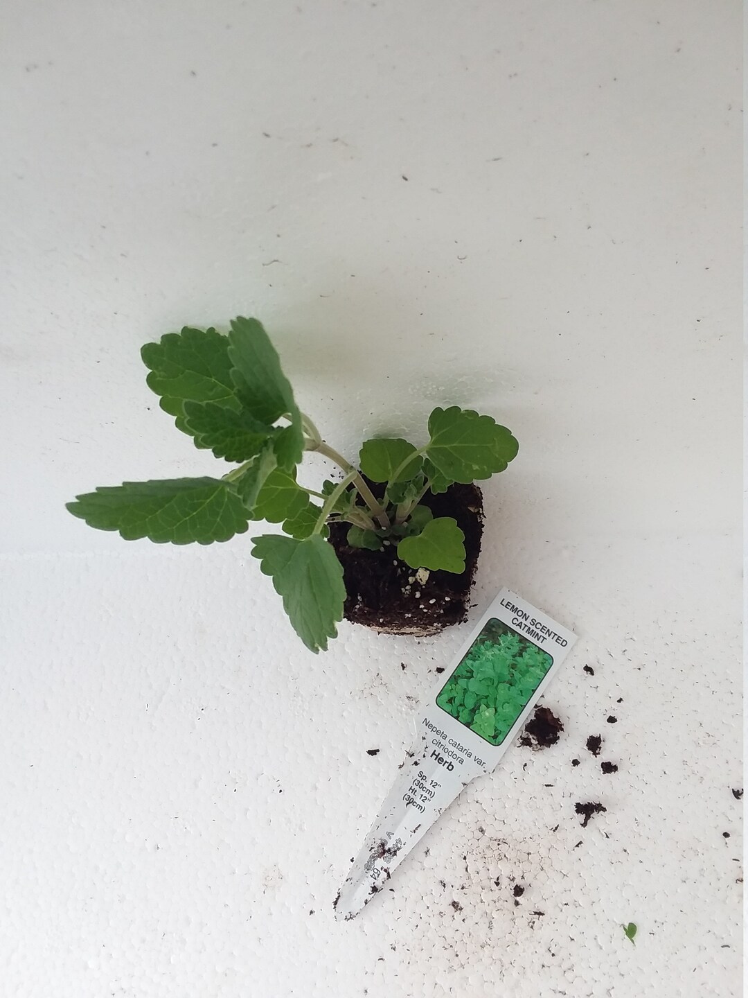 Nepeta Citriodora Lemon Scented Catnip - Etsy