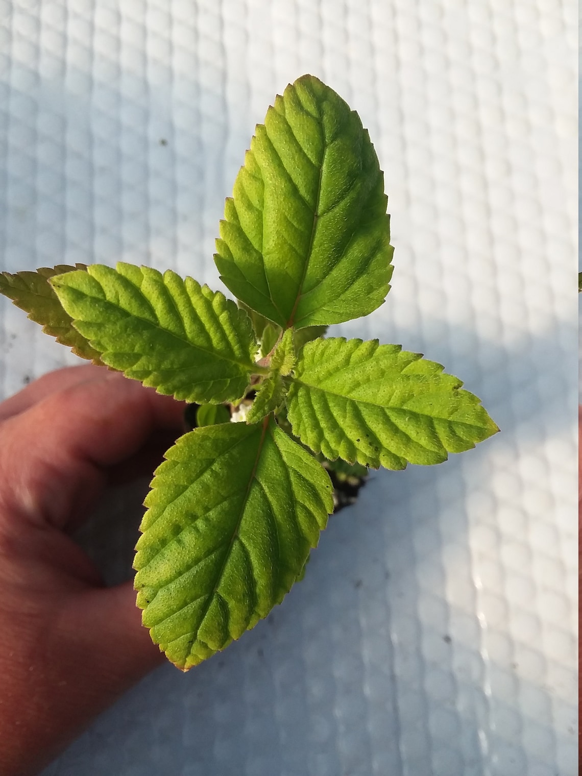 Aztec Sweet Herb Lippia Dulcis Plant - Etsy