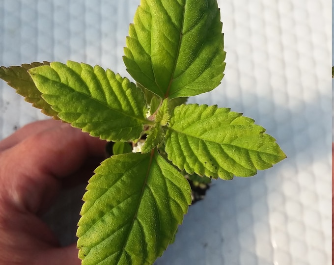 Aztec Sweet Herb Lippia Dulcis Plant - Etsy