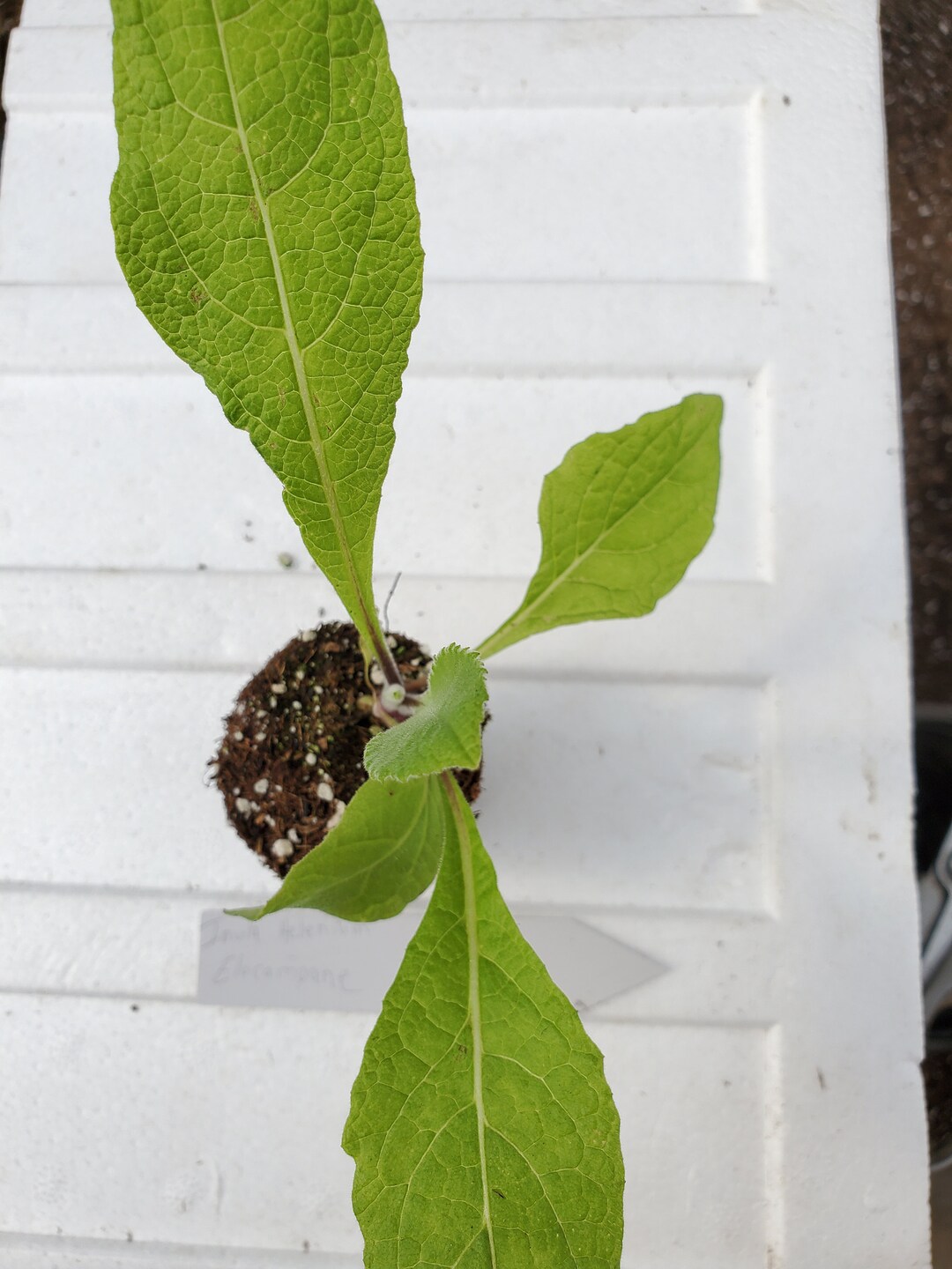 Inula Helenium Elecampane - Etsy