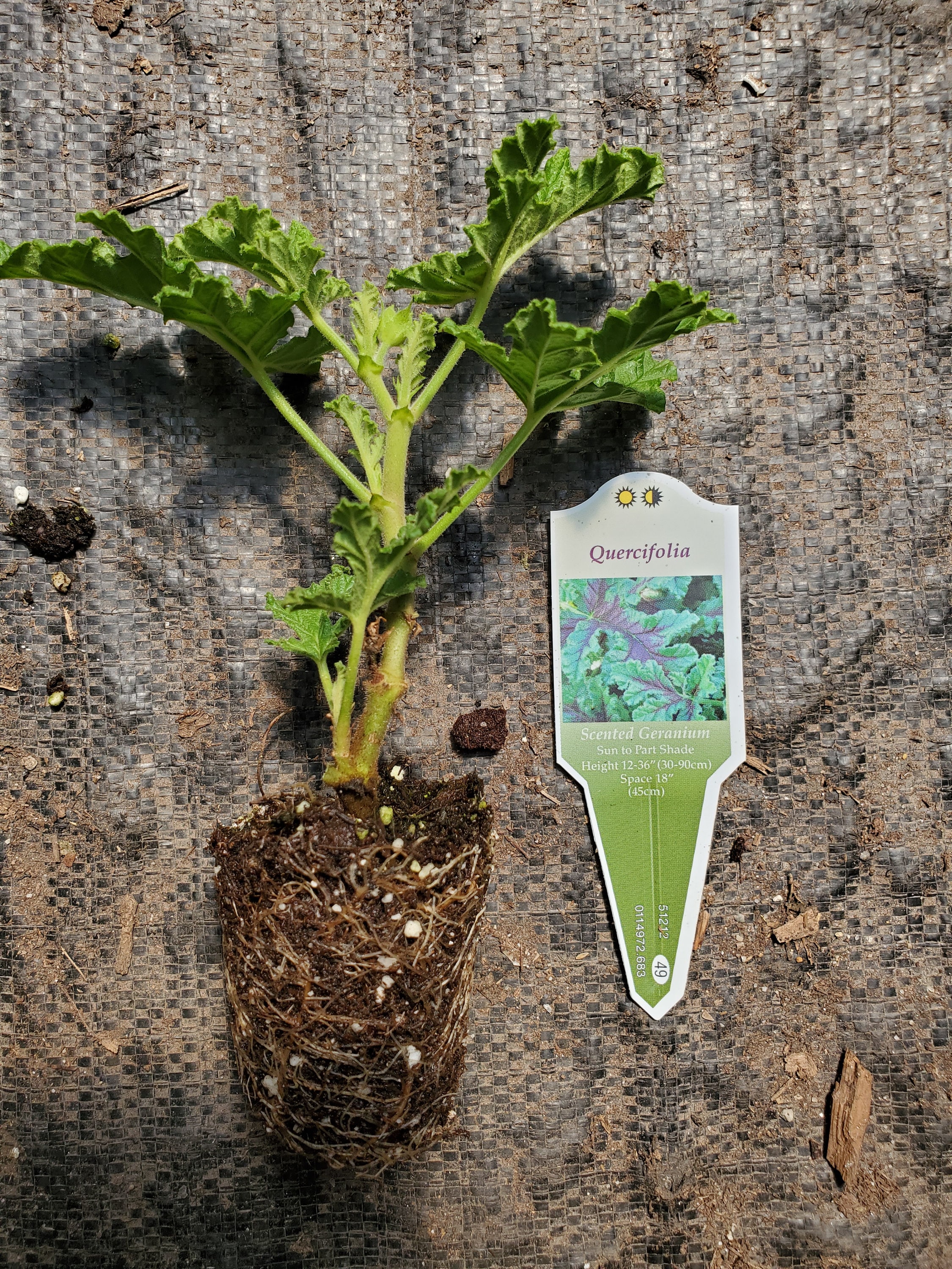 Scented Geranium Quercifolia - Etsy