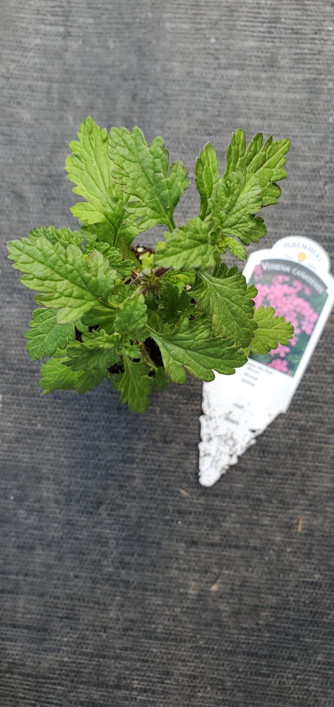 Verbena Canadensis Homestead Hot Pink - Etsy