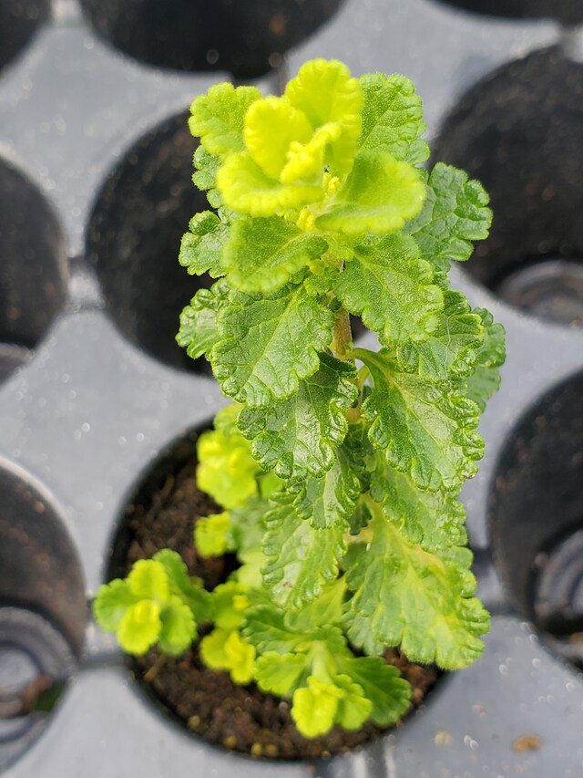 Gingersgreenhouse - Etsy