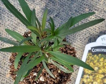 Moonbeam Coreopsis Plant threadleaf Coreopsis - Etsy