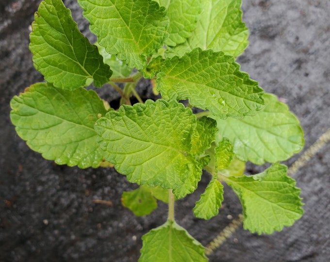 Salvia Miltiorrhiza Red Root Sage - Etsy