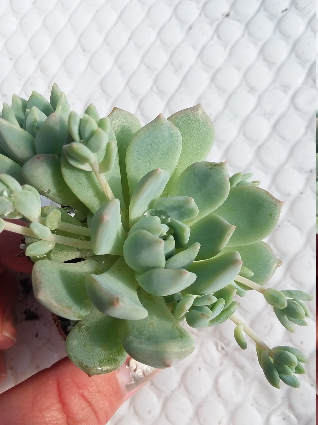 Echeveria Prolifica Starter Succulent Plant - Etsy