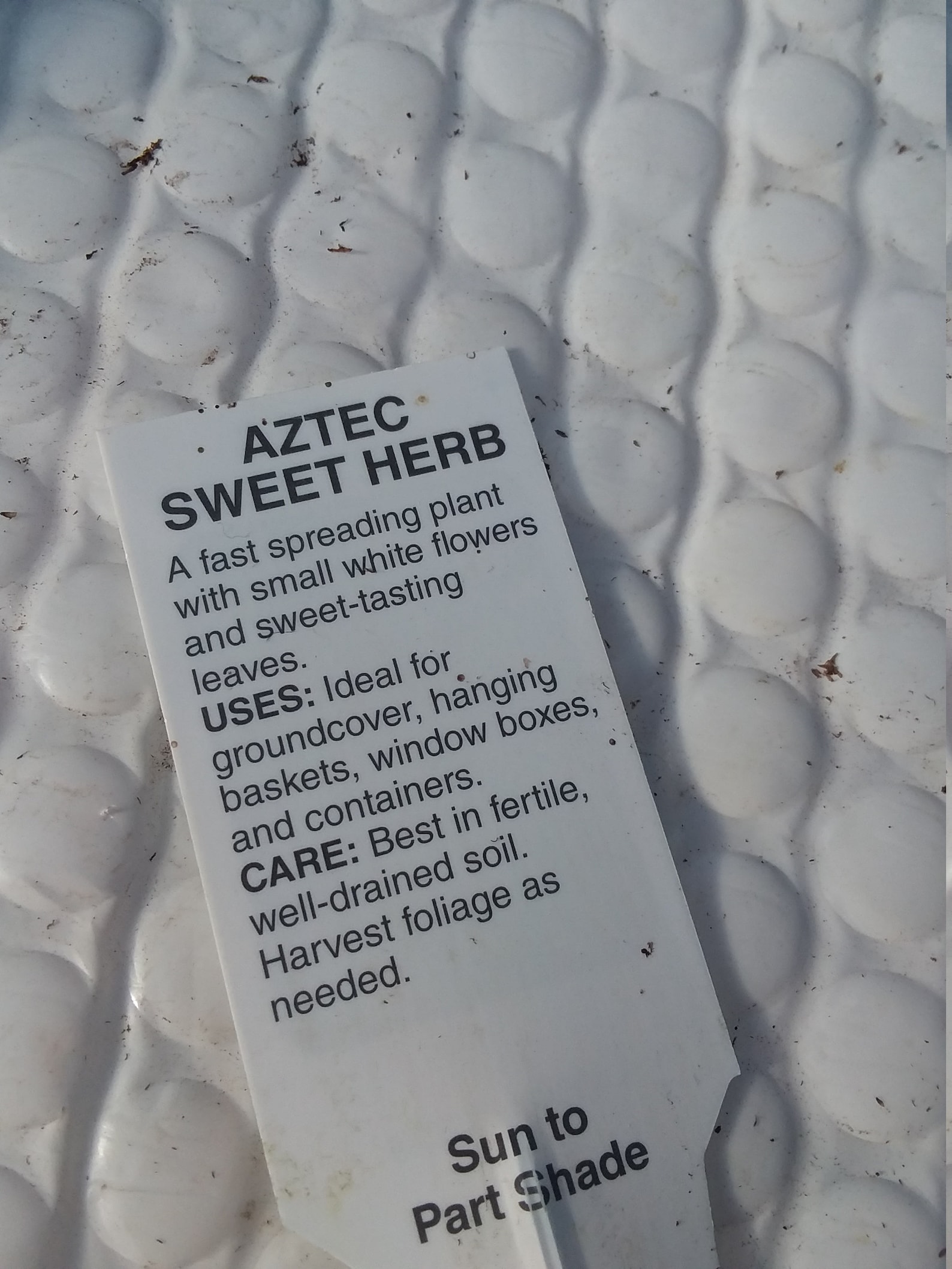 Aztec Sweet Herb Lippia Dulcis Plant - Etsy