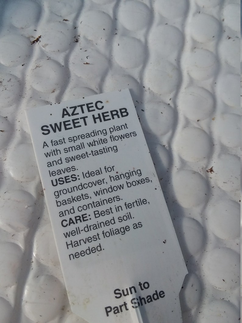 Aztec Sweet Herb Lippia Dulcis Plant - Etsy