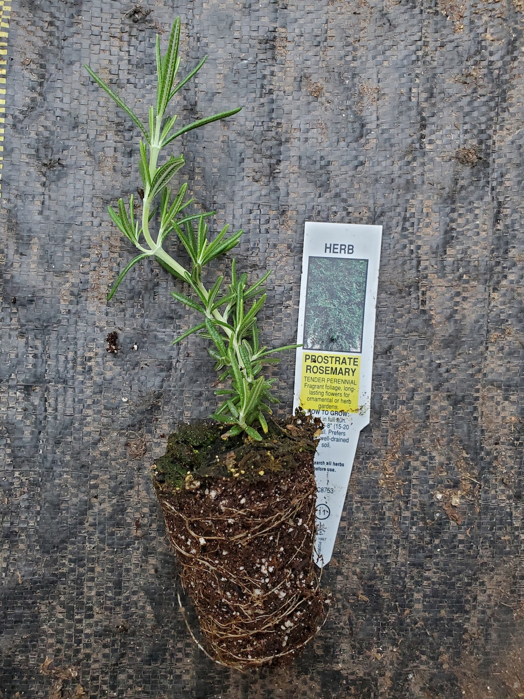 Rosemary Prostrate - Etsy