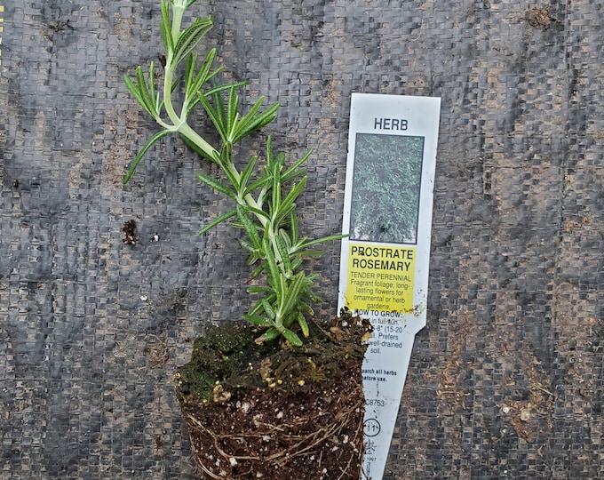 Rosemary Prostrate - Etsy