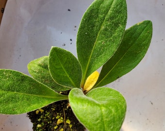 Centaurea Montana mountain Bluet/perennial Corn Flower 20 Flower Seeds ...