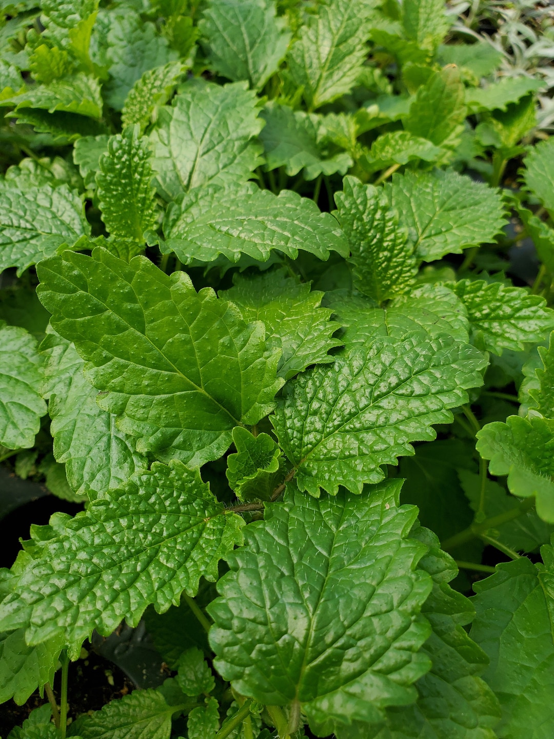 Citronella Balm Starter Plant, Melissa Officinalis - Etsy