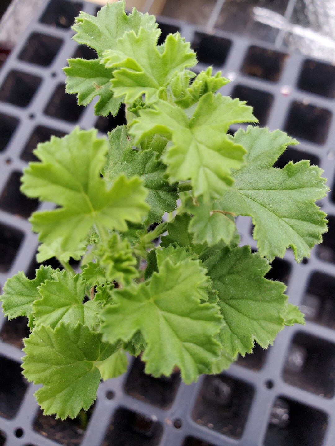 Scented Geranium Strawberry - Etsy