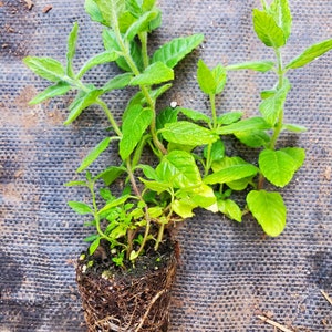 Fuzzy Chinese Mint - Etsy