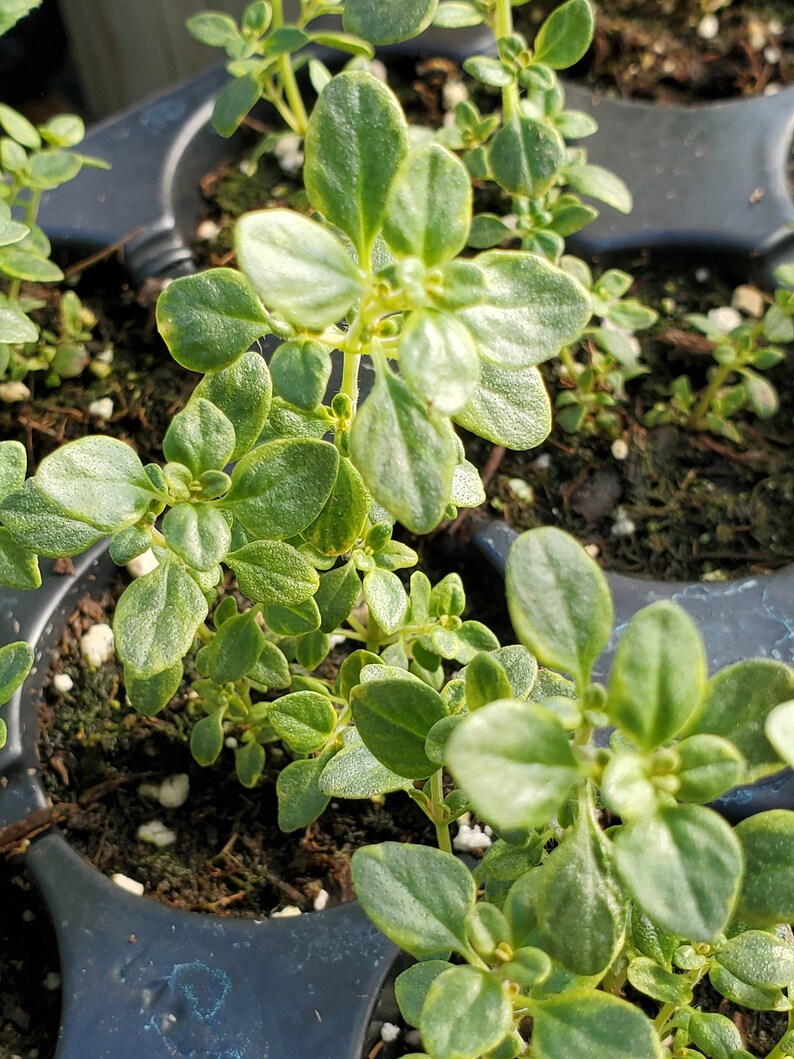 Thyme Villa Nova Lemon - Etsy