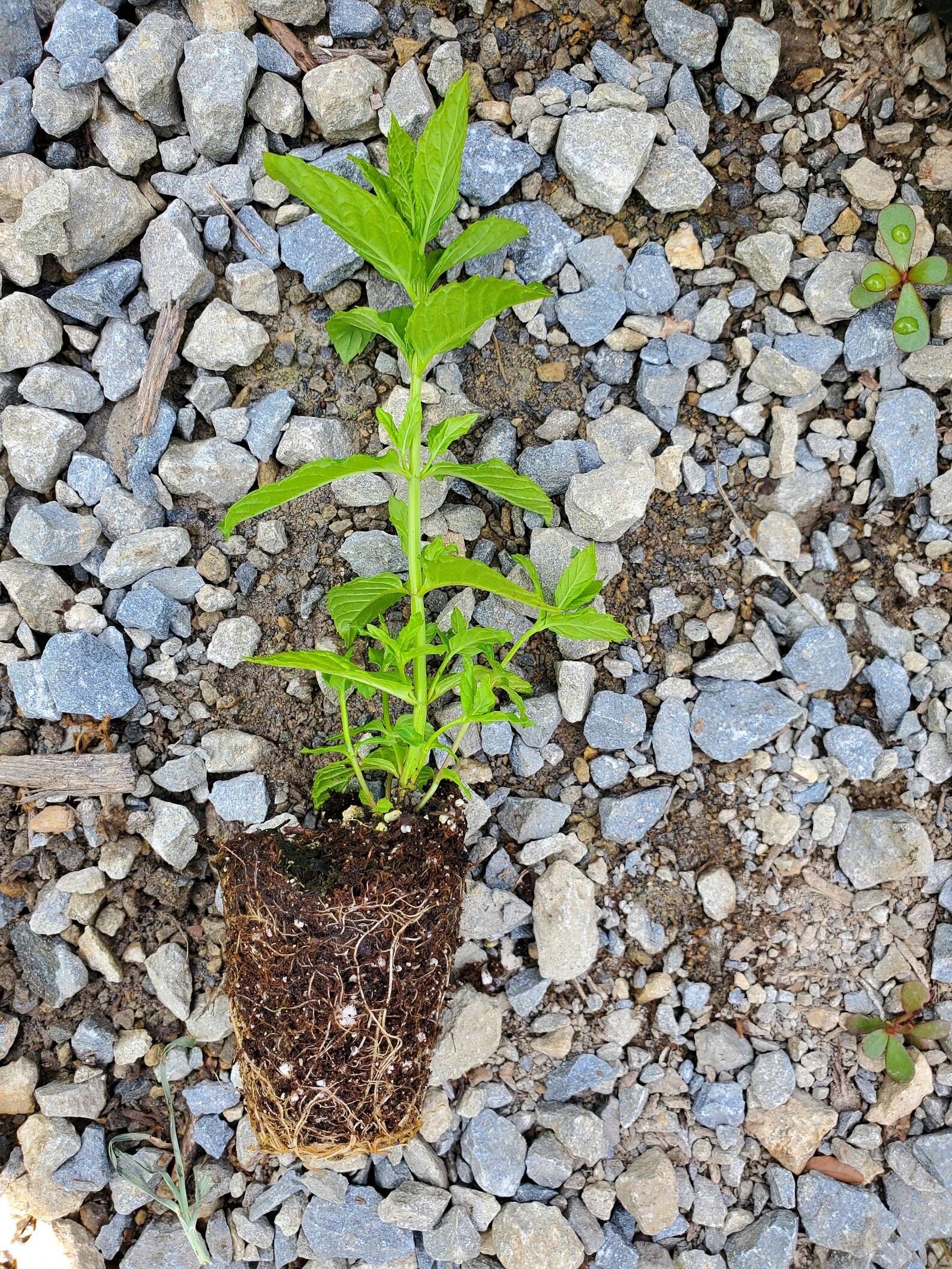 Upright Peppermint Plant Mint - Etsy